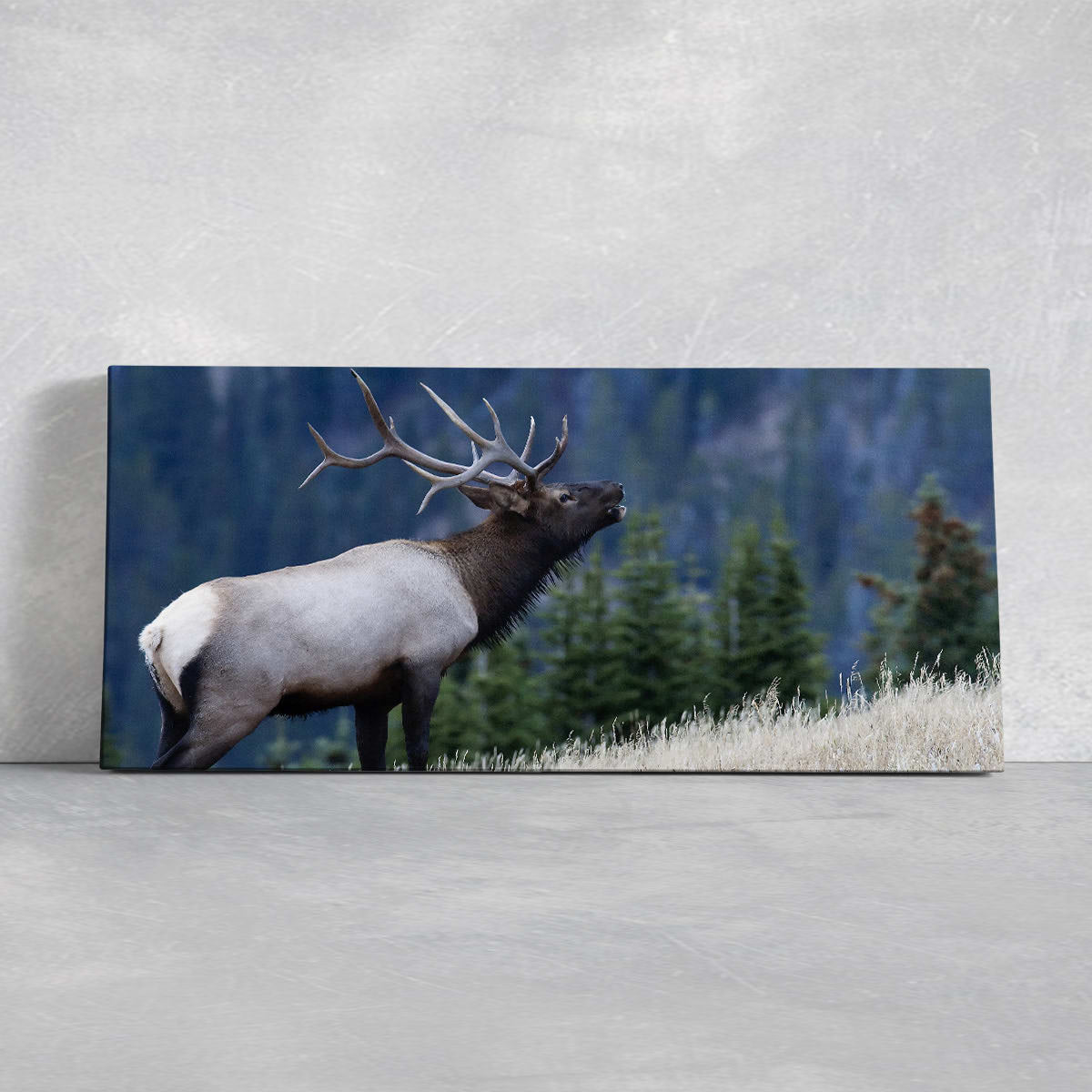 Elk Paintings Prints