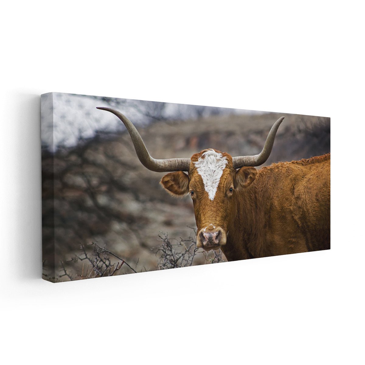 Texas Longhorn Portrait Wall Art: Canvas Prints, Art Prints & Paintings